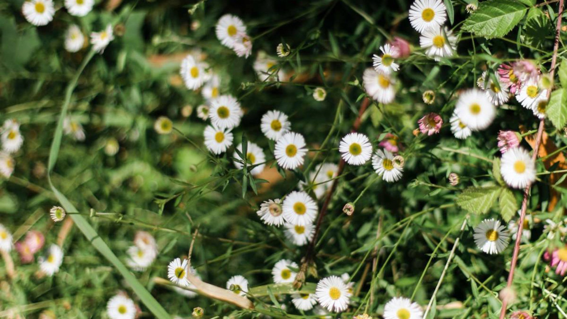 20 Types of Flowering Weeds | Petal Talk