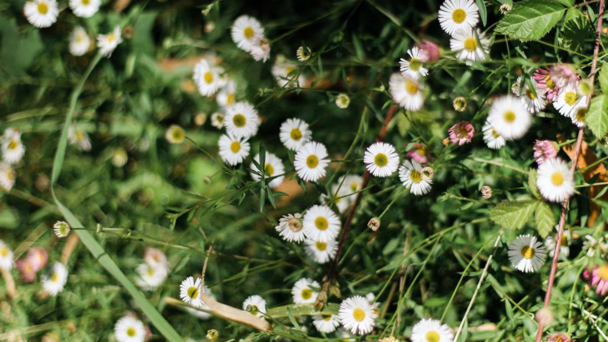 Daisy Facts, History, & Symbolism | Petal Talk