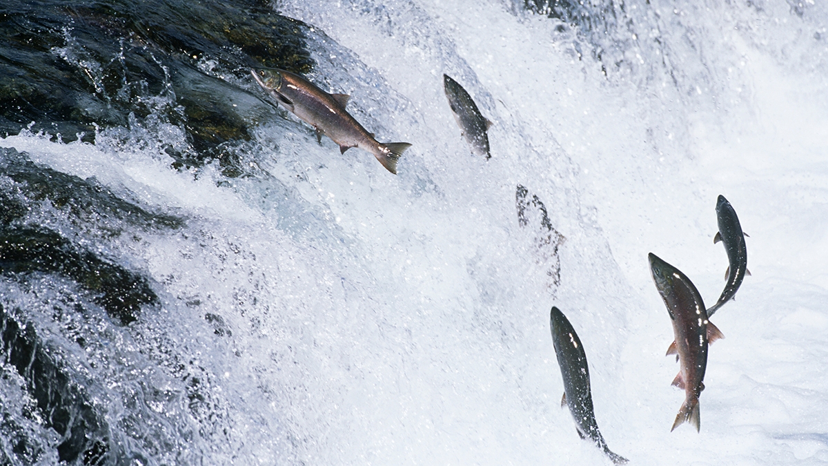Omega-3 Levels in Salmon: Which Has the Most? | Vital Choice