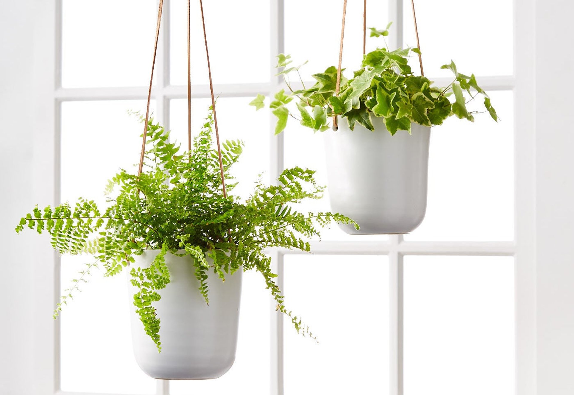 How-To Care for Hanging Plants | Hanging Plant Care | Petal Talk