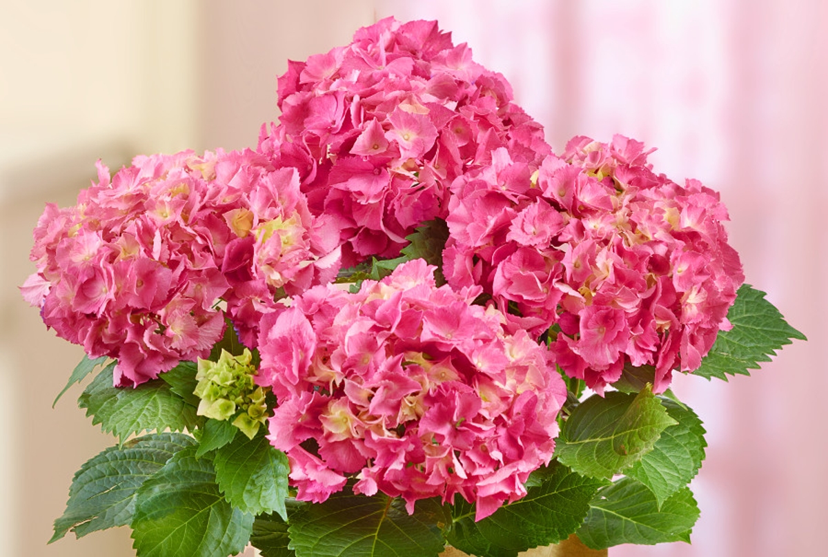 All About Hydrangeas | Petal Talk