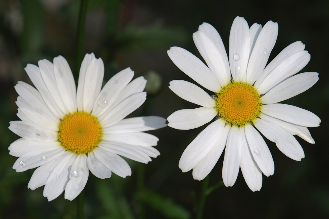 10 Types of Daisies to Grow | Petal Talk