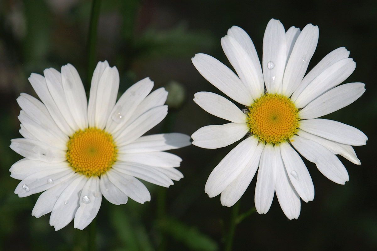 10 Types of Daisies to Grow | Petal Talk