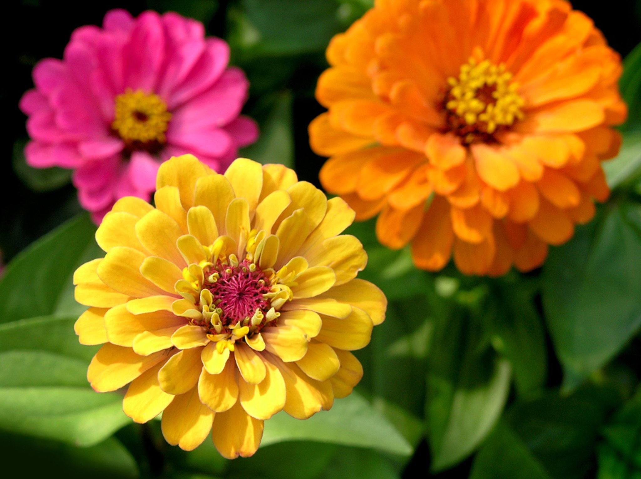 Friendship Flowers | Flowers that Symbolize Friendship | Petal Talk