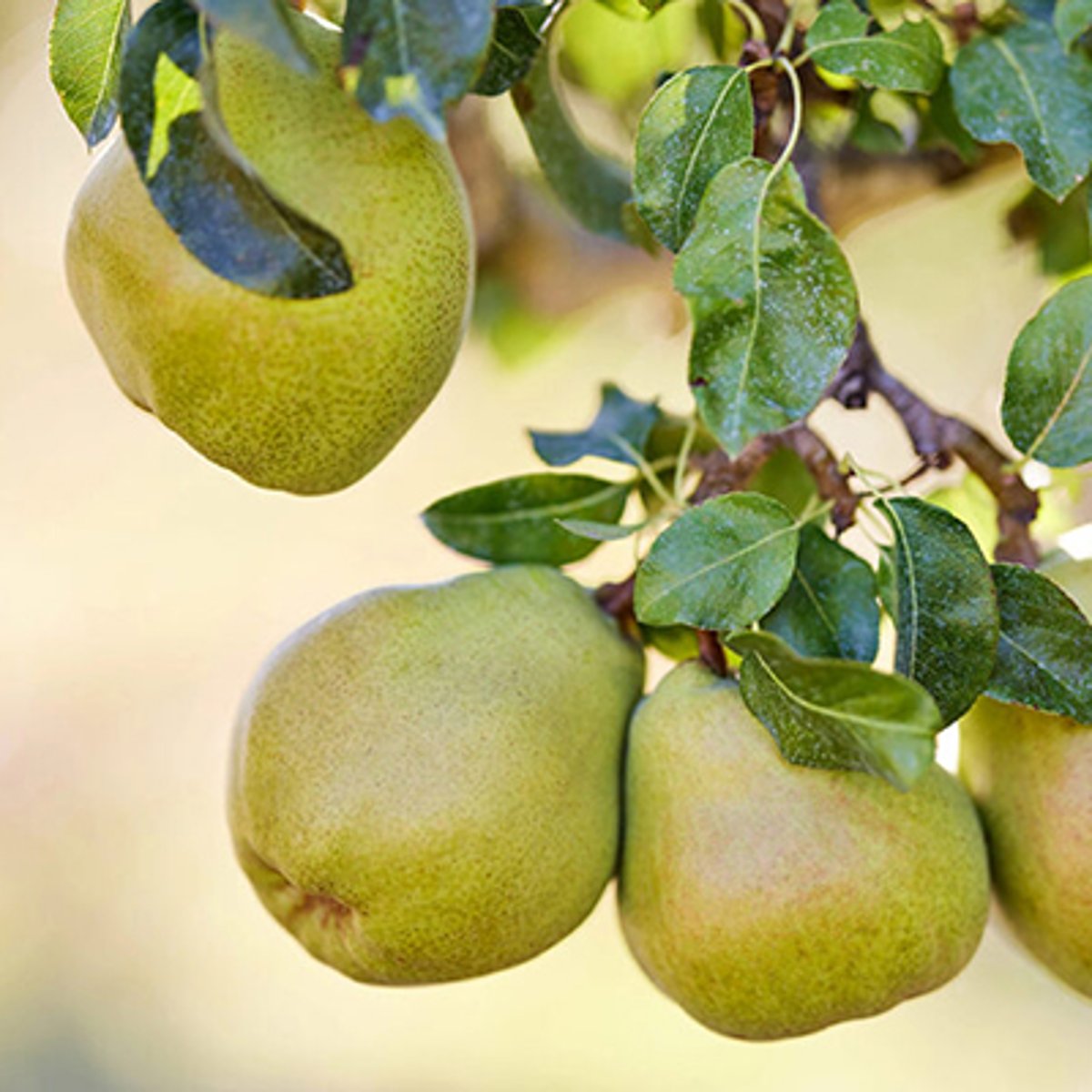 Journey of a Pear: Royal Riviera Pears | The Table by Harry & David