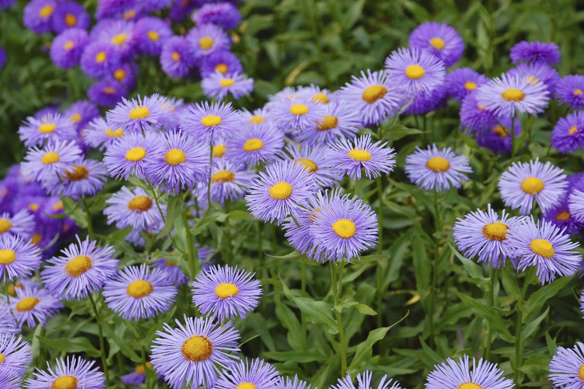 September Birth Flowers | Aster and Morning Glory | Petal Talk