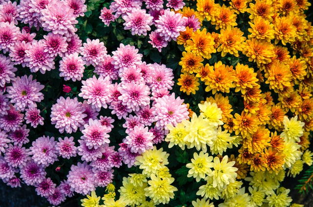 Blue Chrysanthemum: Origins & Facts | Petal Talk