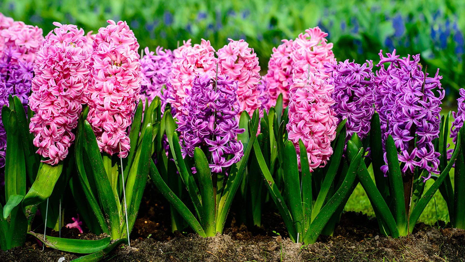Hyacinth Symbolism, Origins, and Meaning | Petal Talk