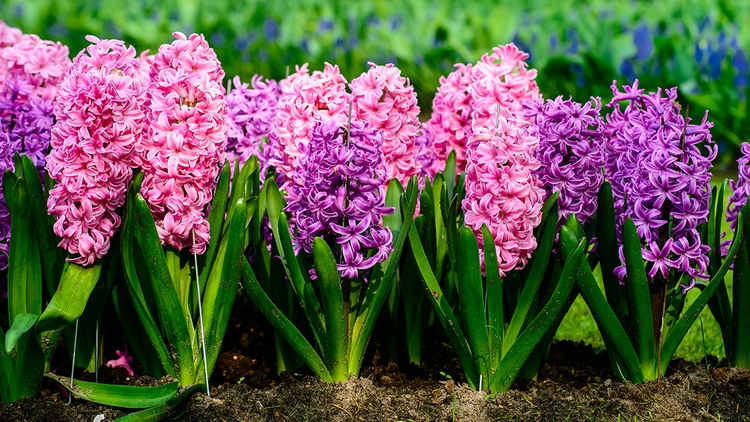 Hyacinth Symbolism, Origins, and Meaning | Petal Talk