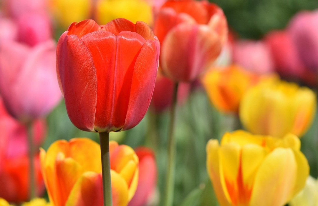 Guide to Tulip Types: An Infographic | Petal Talk