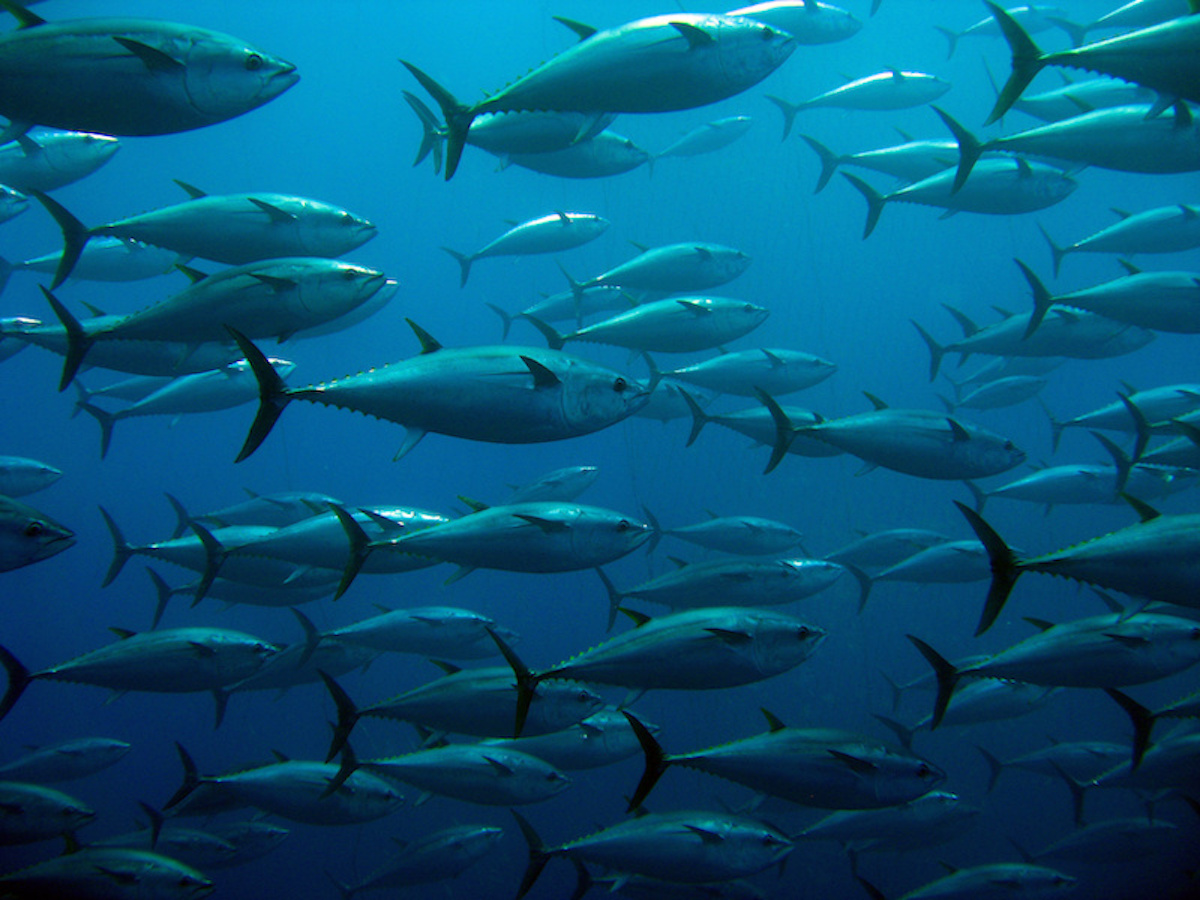 Types of Tuna: A Guide | Vital Choice