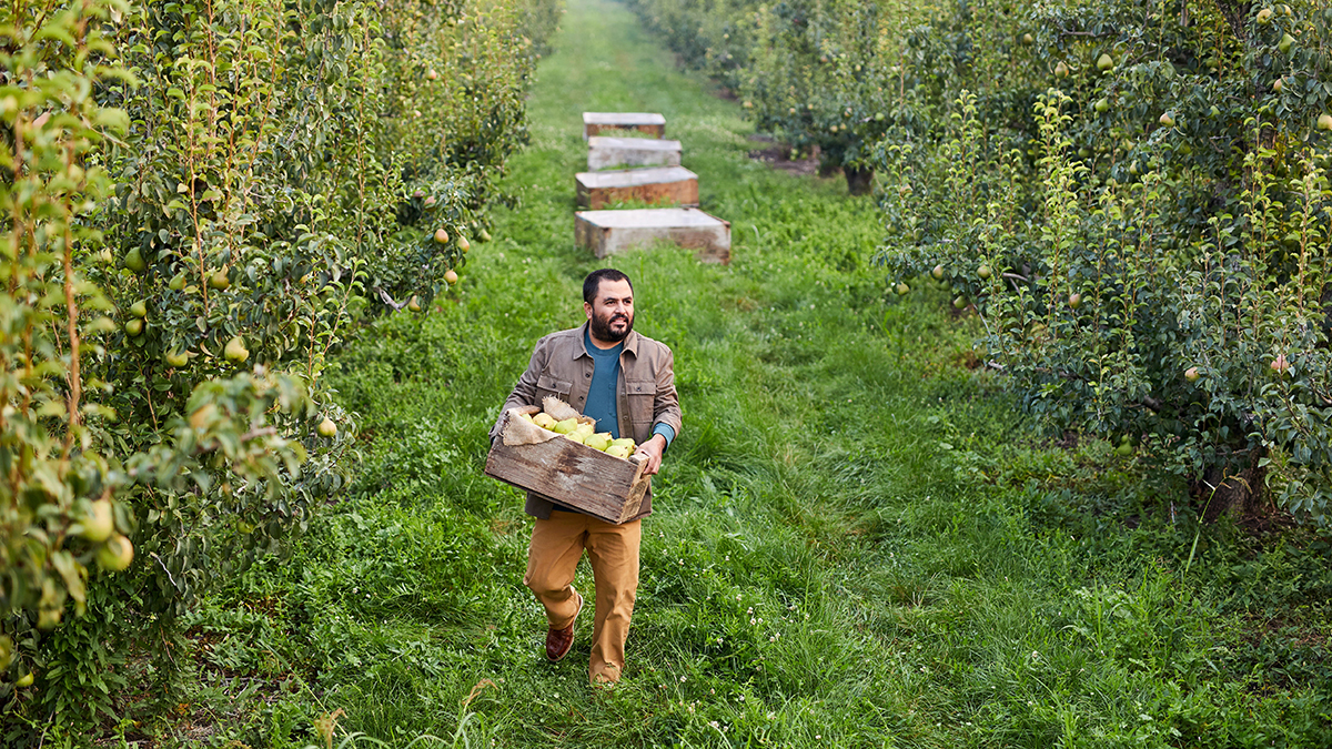 Pear Harvest By the Numbers | The Table by Harry & David