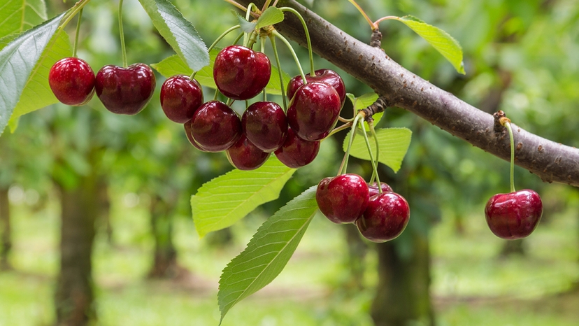 Types of Cherries & Cherry Facts | The Table by Harry & David