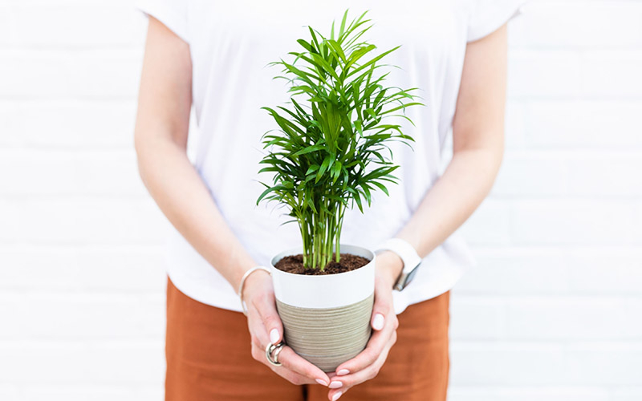 Guide to Sympathy Plants | Petal Talk