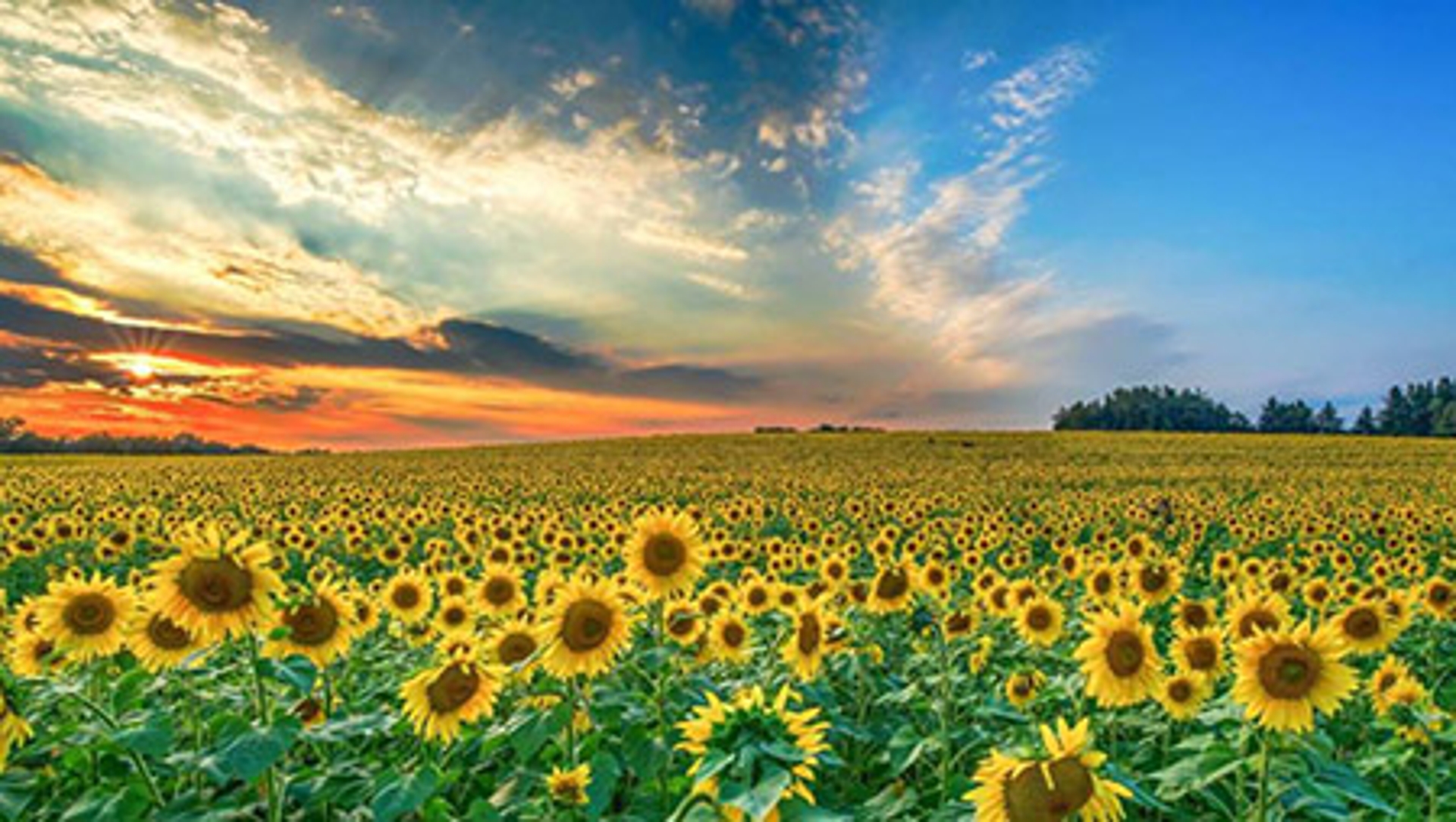 43 Sunflower Quotes to Inspire You | Petal Talk