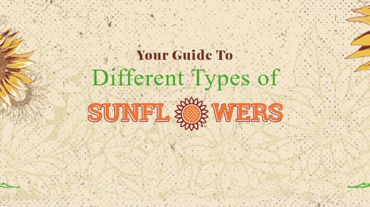Sunflower Meaning and Symbolism | Petal Talk