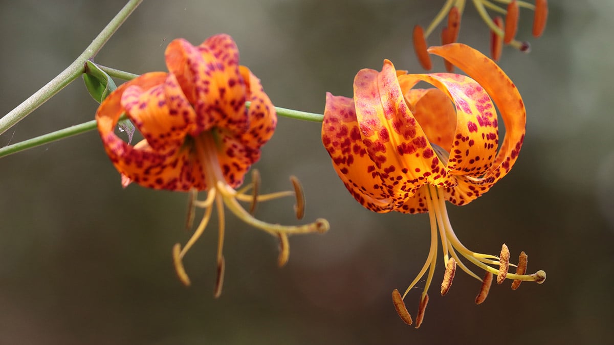 9 Types of Lilies | Petal Talk