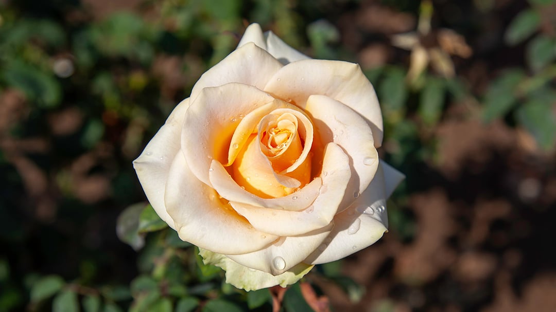 Rose Hybridization: History and How It's Done | Petal Talk