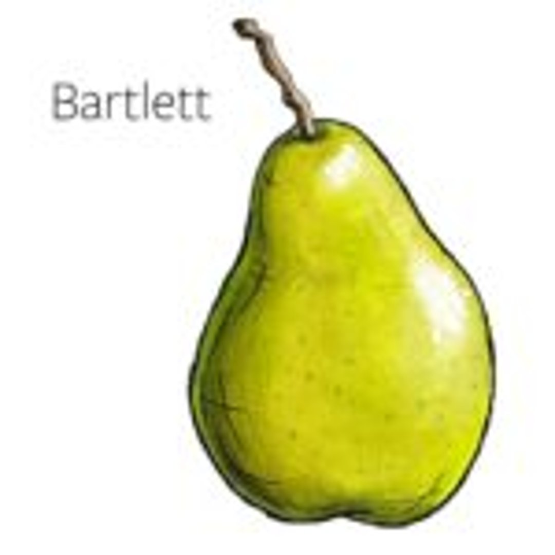 Types of Pears & Other Pear Facts | The Table by Harry & David