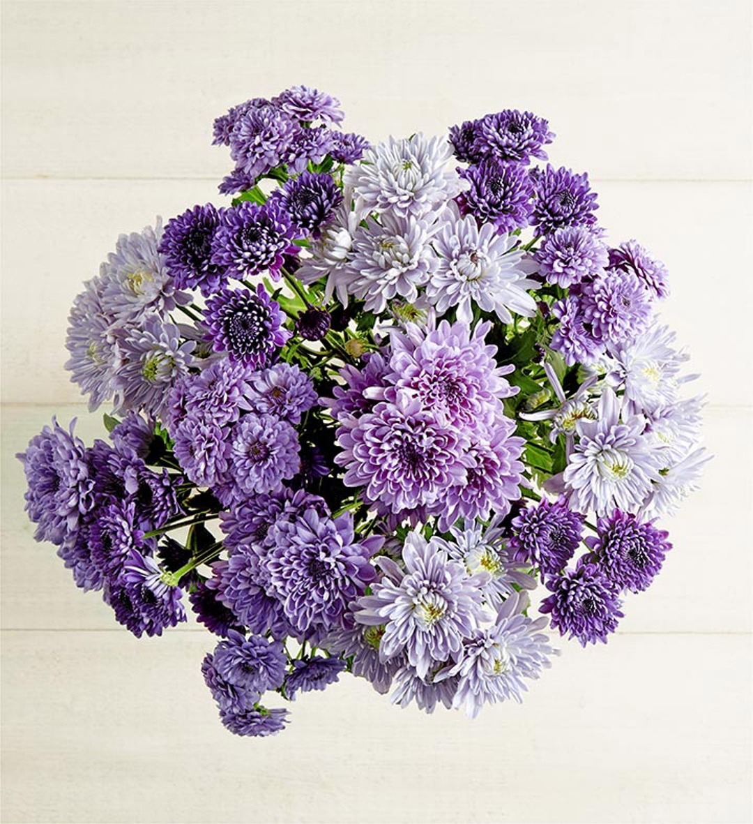 Blue Chrysanthemum: Origins & Facts | Petal Talk
