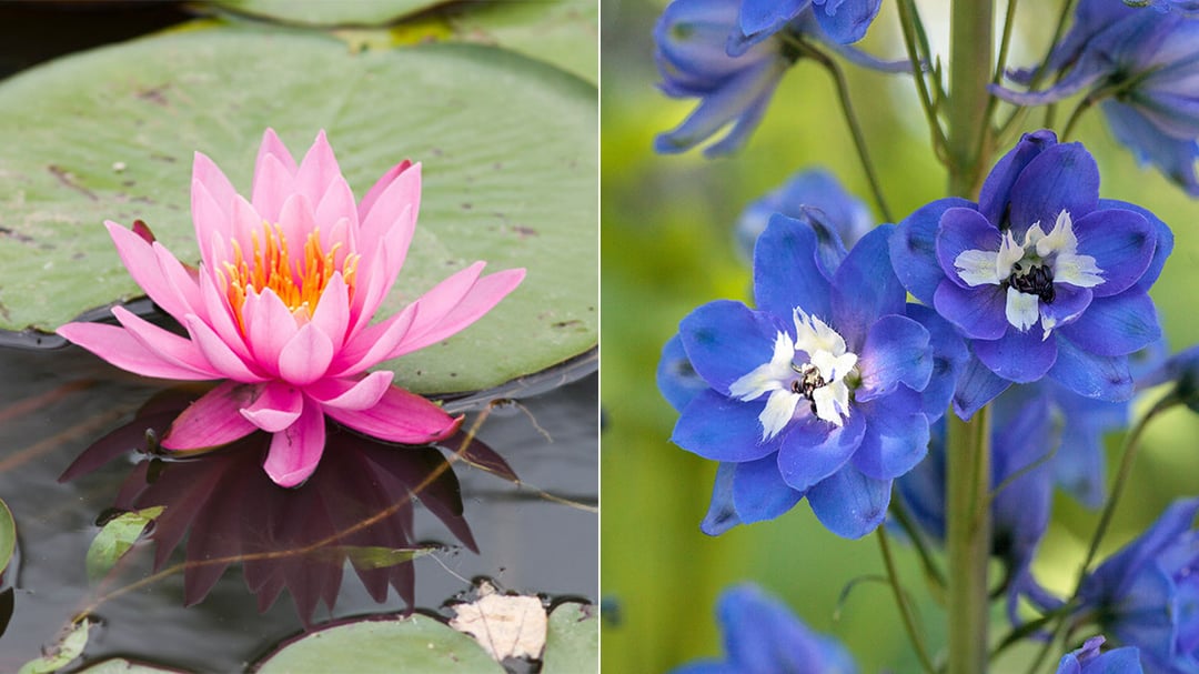 May Birth Flowers | Petal Talk
