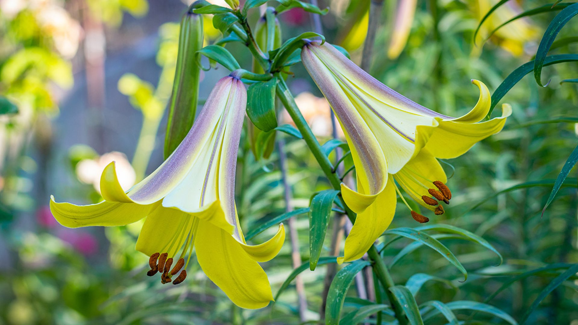 9 Types of Lilies | Petal Talk