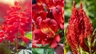 25 Types of Red Flowers | Petal Talk