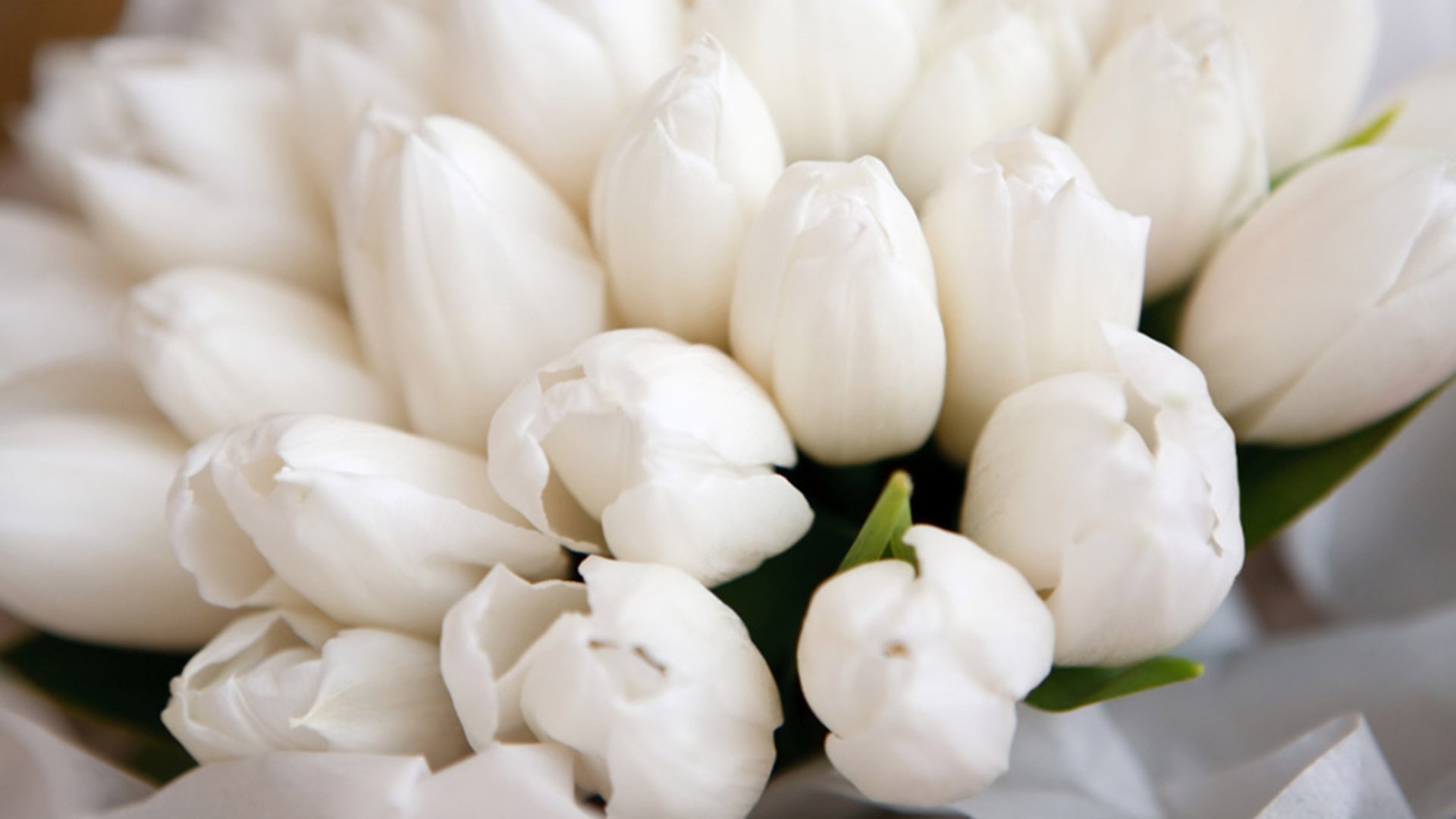 Learn All About Each Tulip Color Meaning | Petal Talk
