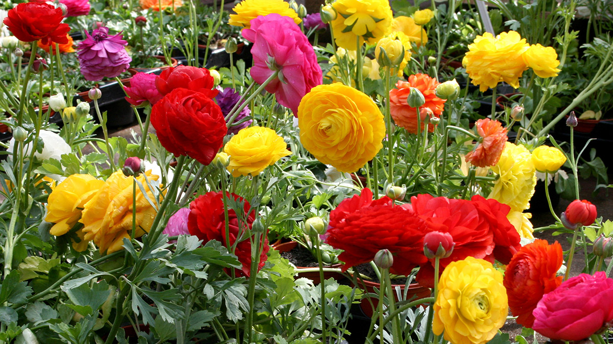 How to Plant Ranunculus & Growing Tips | Petal Talk