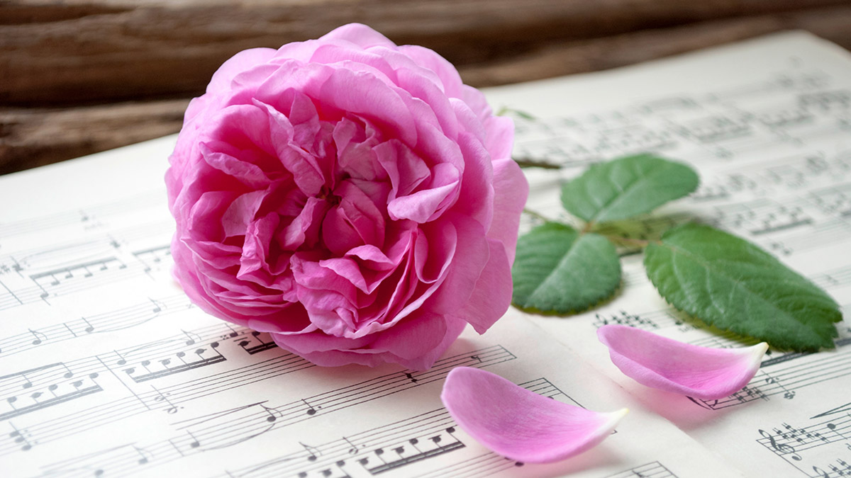 20 Best Songs About Flowers | Petal Talk