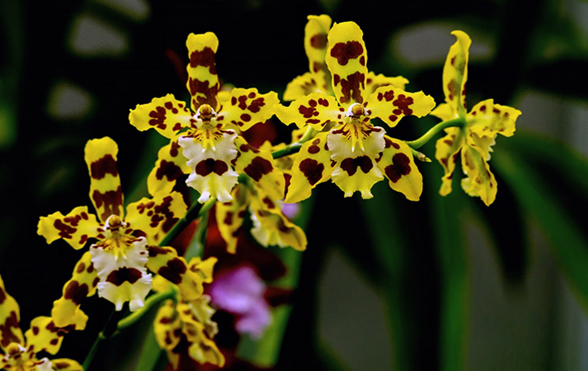 Types of Orchids to Grow as Houseplants | Petal Talk