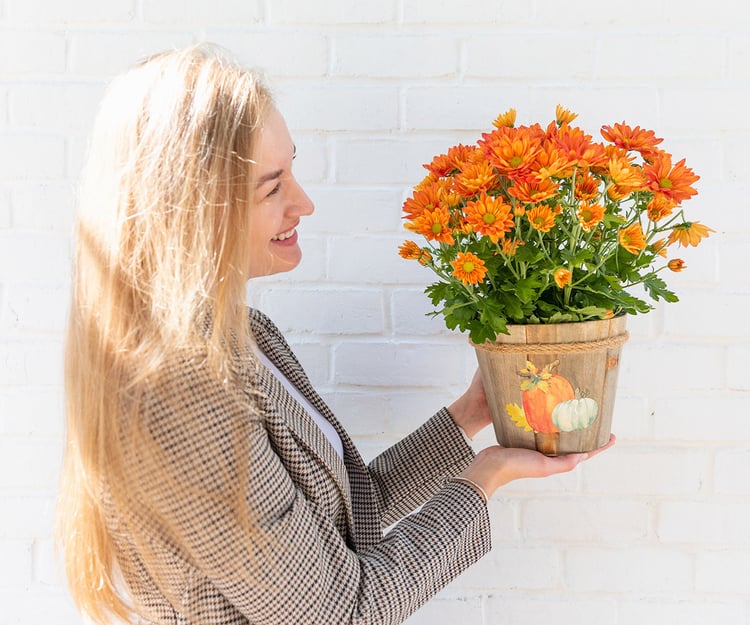 How to Care for Mums | Mum Plant Care Tips | Petal Talk