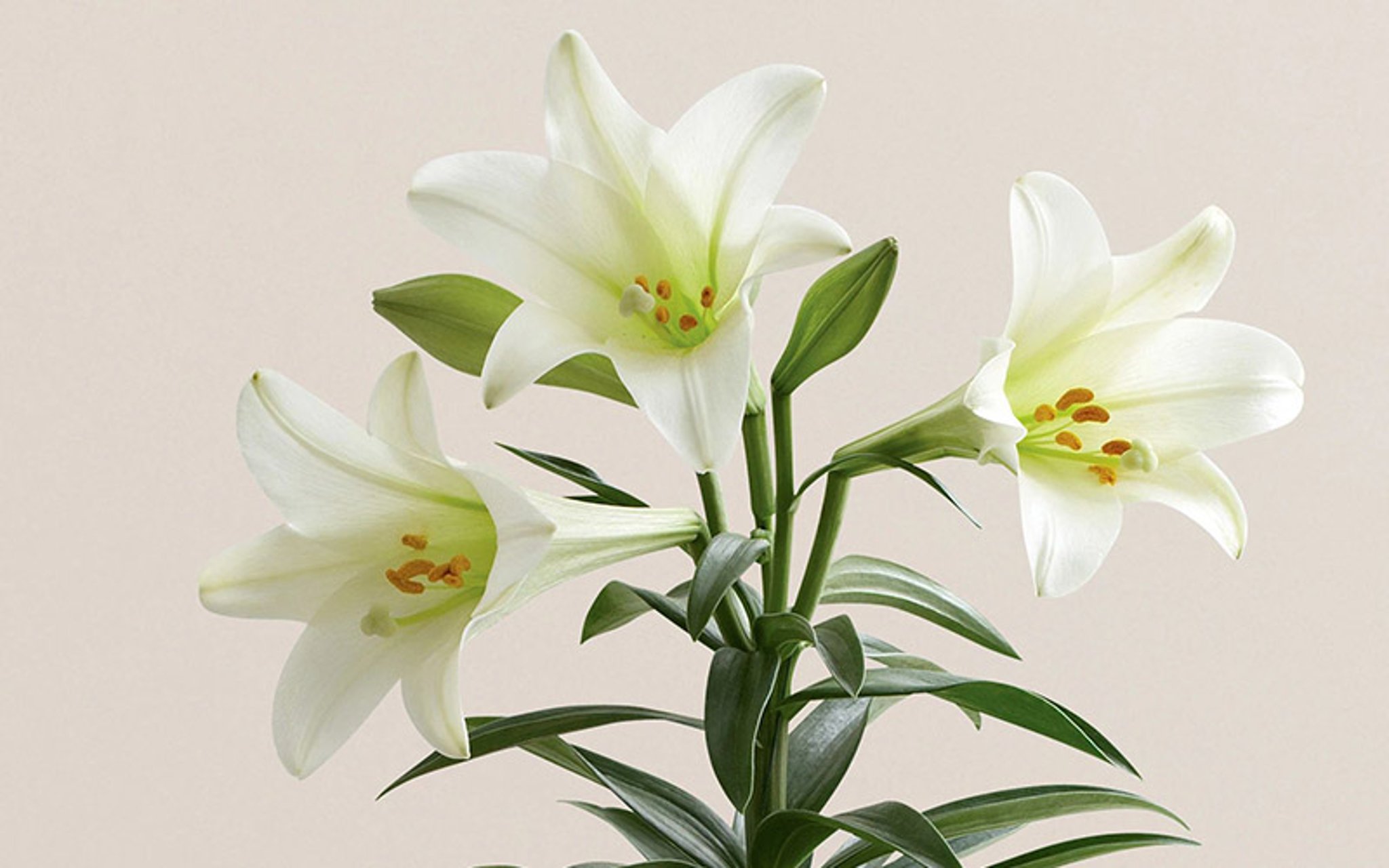 Easter Lily History & Meaning of Easter Lilies | Petal Talk