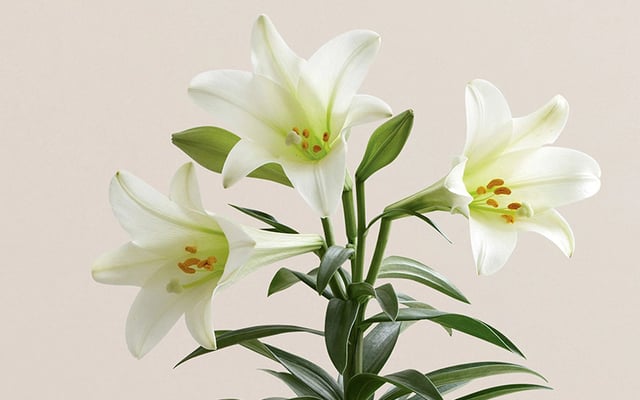 How to Care for an Easter Lily | Petal Talk