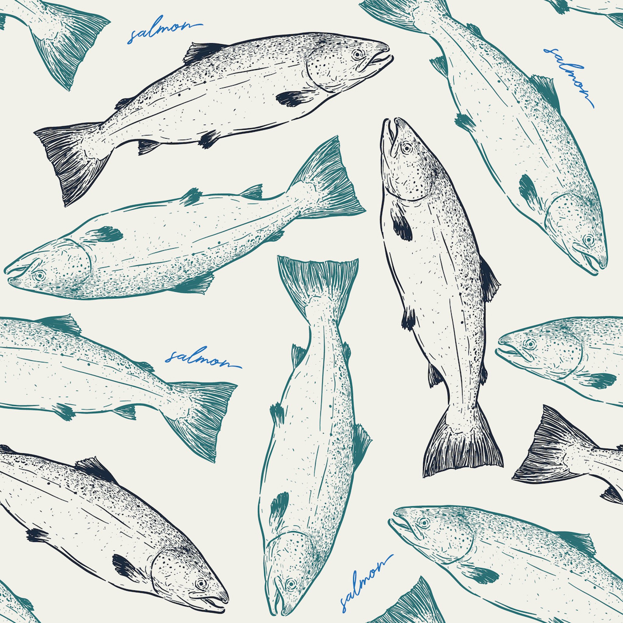 5 Types of Salmon | Vital Choice
