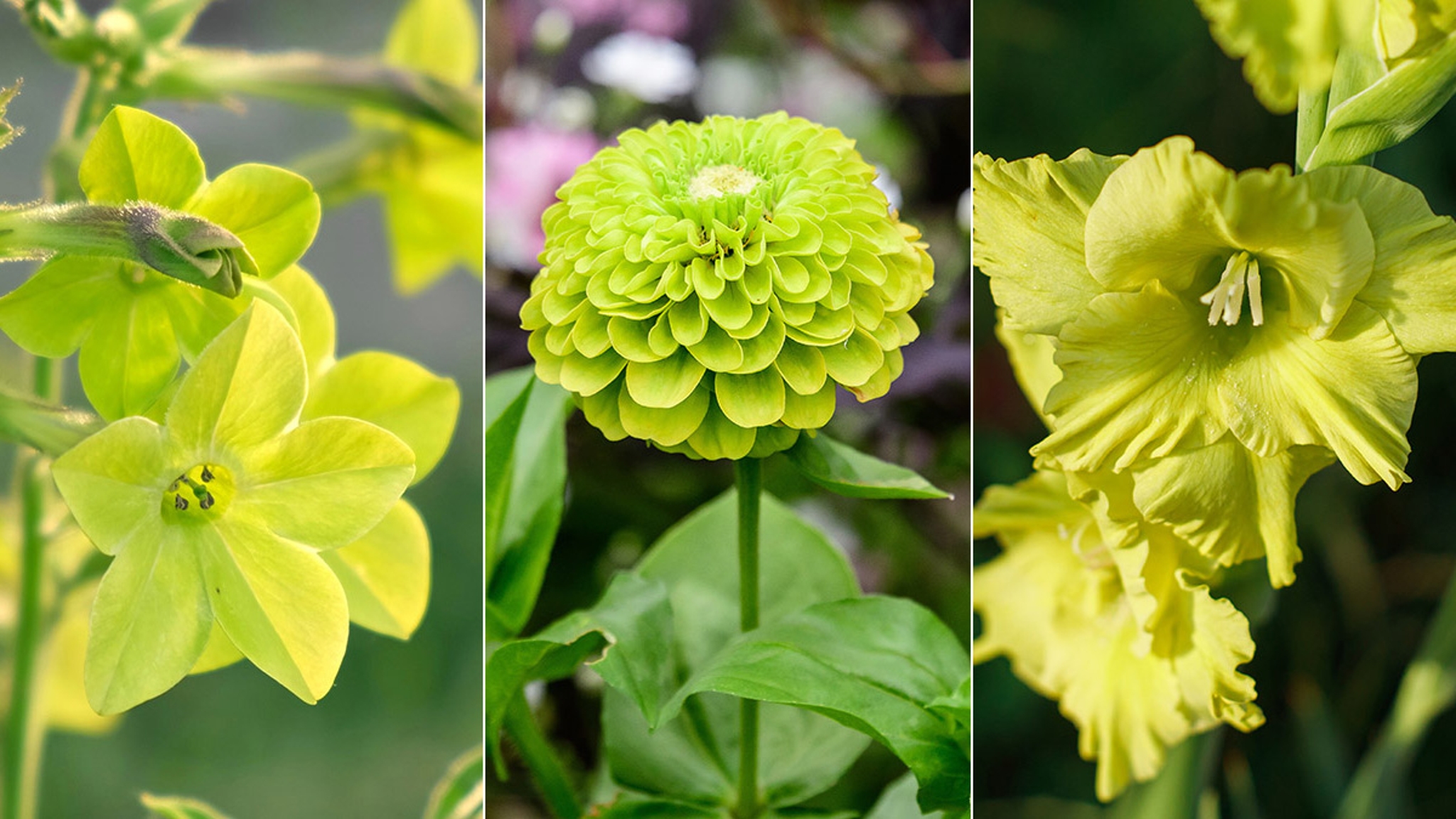 20 Types of Green Flowers | Petal Talk