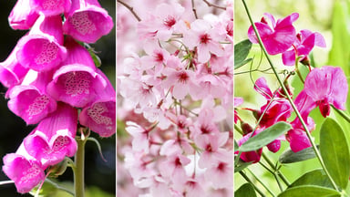 25 Types of Pink Flowers | Petal Talk