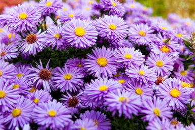 September Birth Flowers | Aster and Morning Glory | Petal Talk
