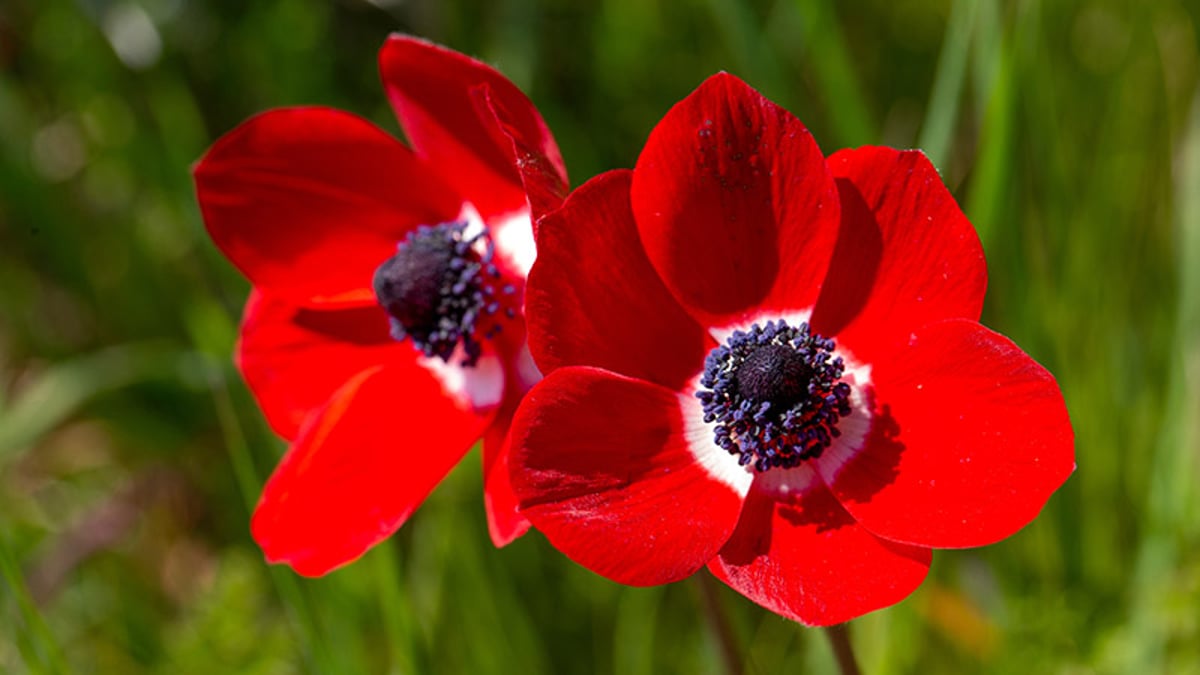 25 Types of Red Flowers | Petal Talk