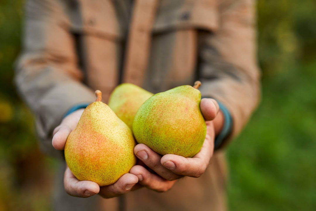 How to Ripen Pears | The Table by Harry & David