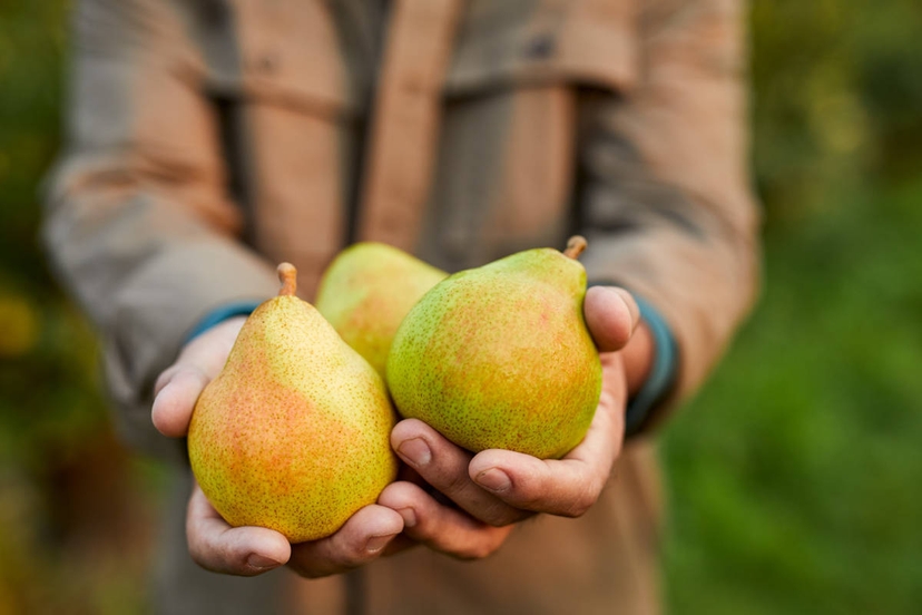 How to Ripen Pears | The Table by Harry & David