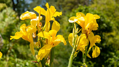 yellow flowers types