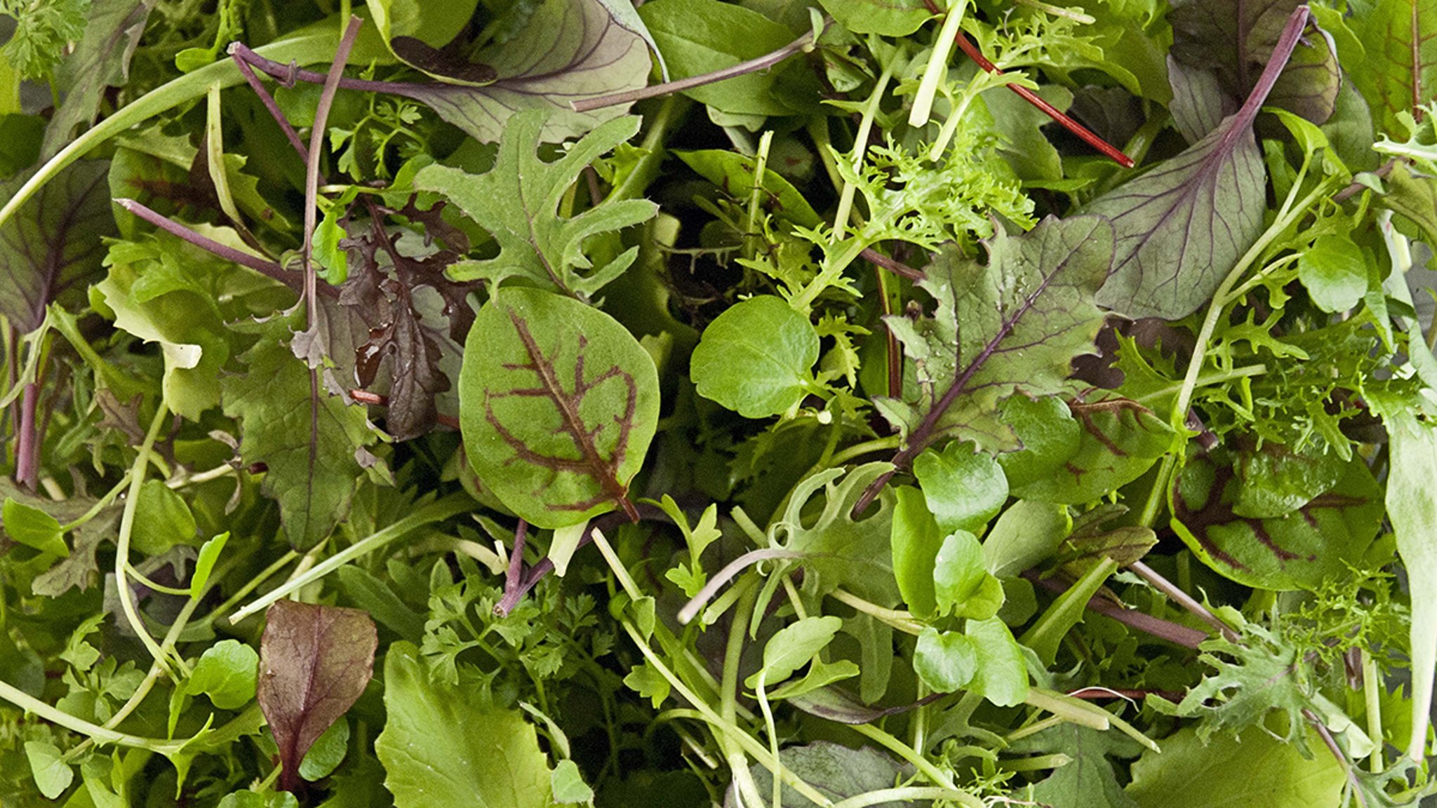 Spring Mesclun: A Guide | The Table by Harry & David