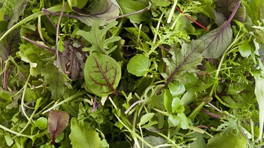 Spring Mesclun: A Guide | The Table by Harry & David