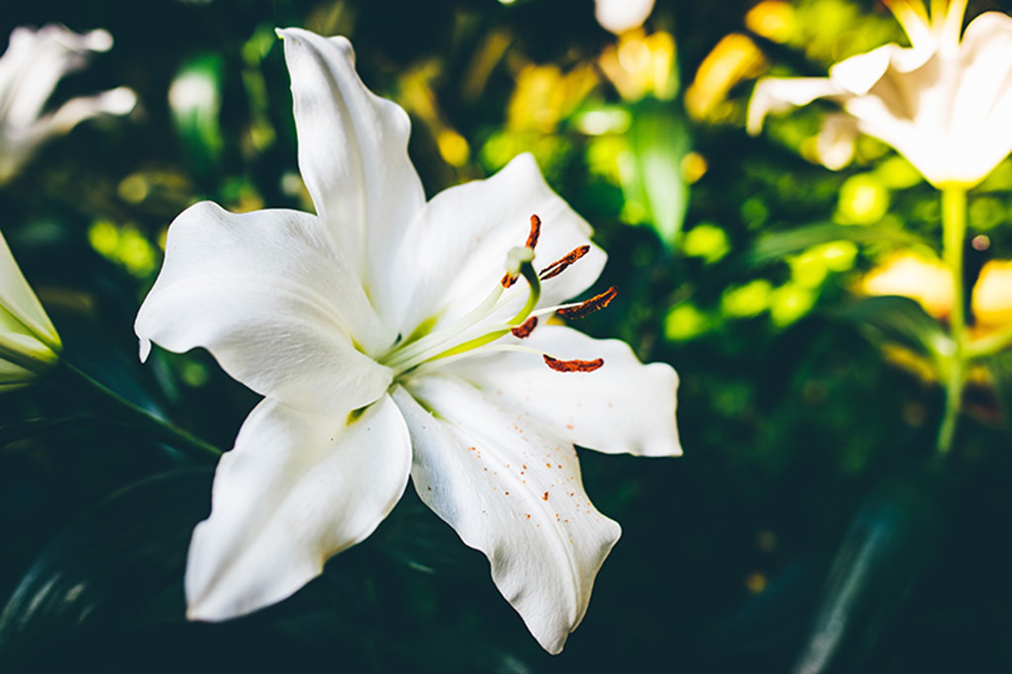 Irish Flowers You Should Know for St. Patrick's Day | Petal Talk