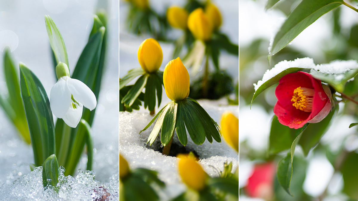15 Winter Blooms That Brave the Cold | Petal Talk