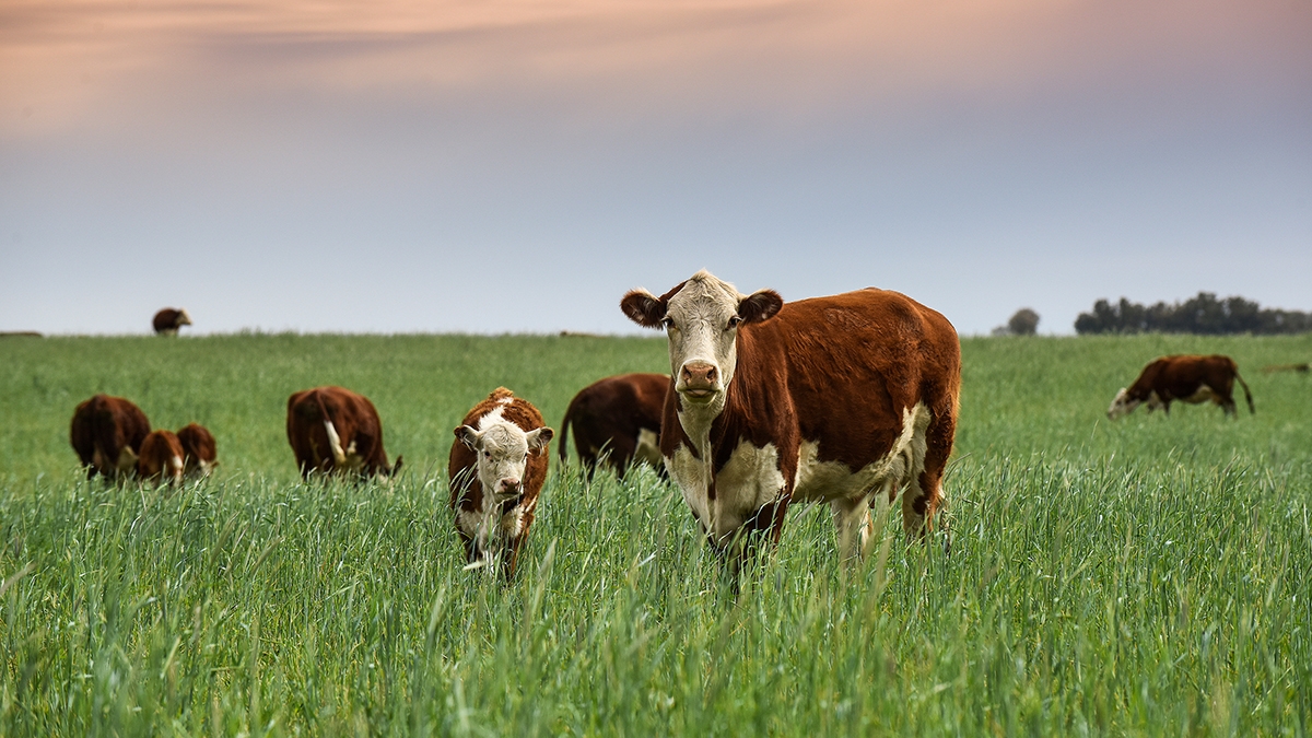 The Benefits of Grass-Fed Beef | Vital Choice