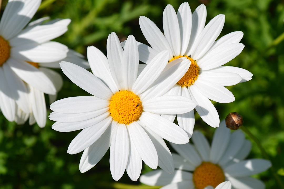 10 Types of Daisies to Grow | Petal Talk