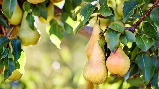 Royal Riviera Pear History | The Table by Harry & David