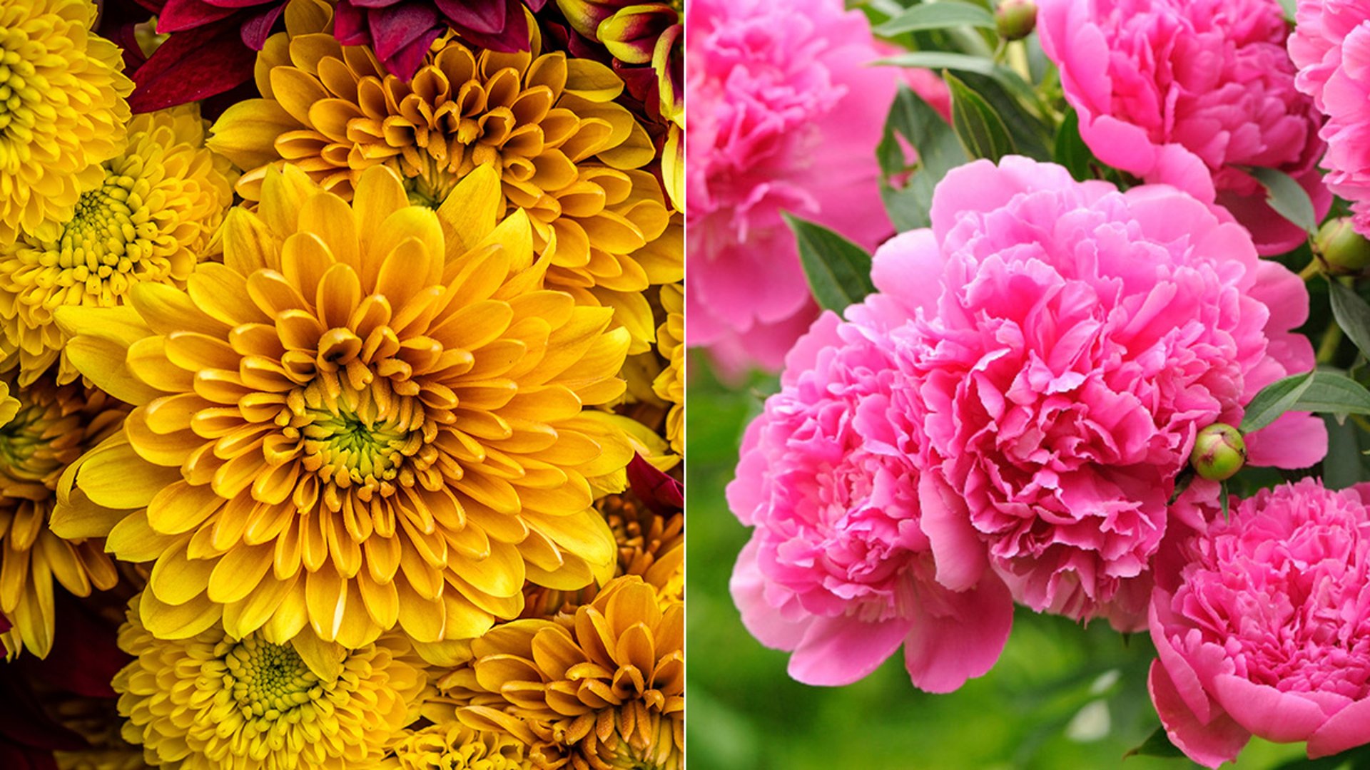 Chrysanthemum Facts, Meaning, and Care | Petal Talk
